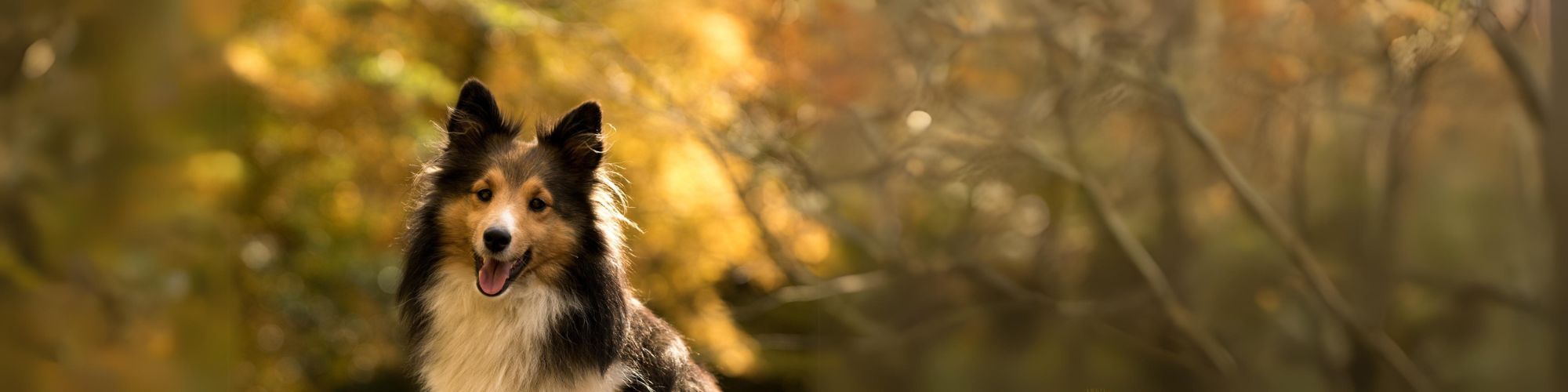 Dog Collars – Bella Collar